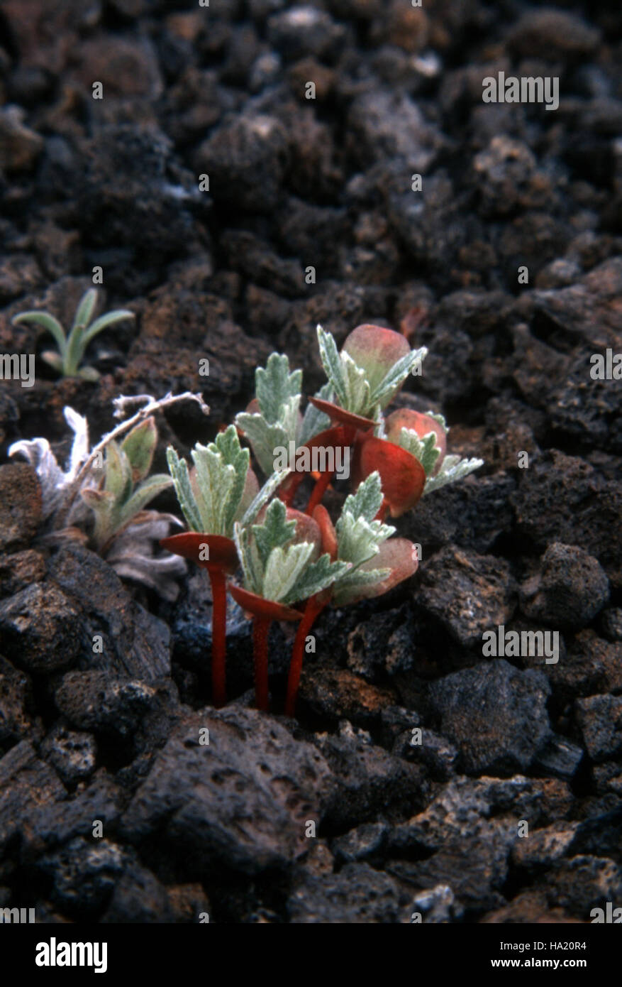 In Craters of the Moon National Park, bitterbrush seed caches are a ...