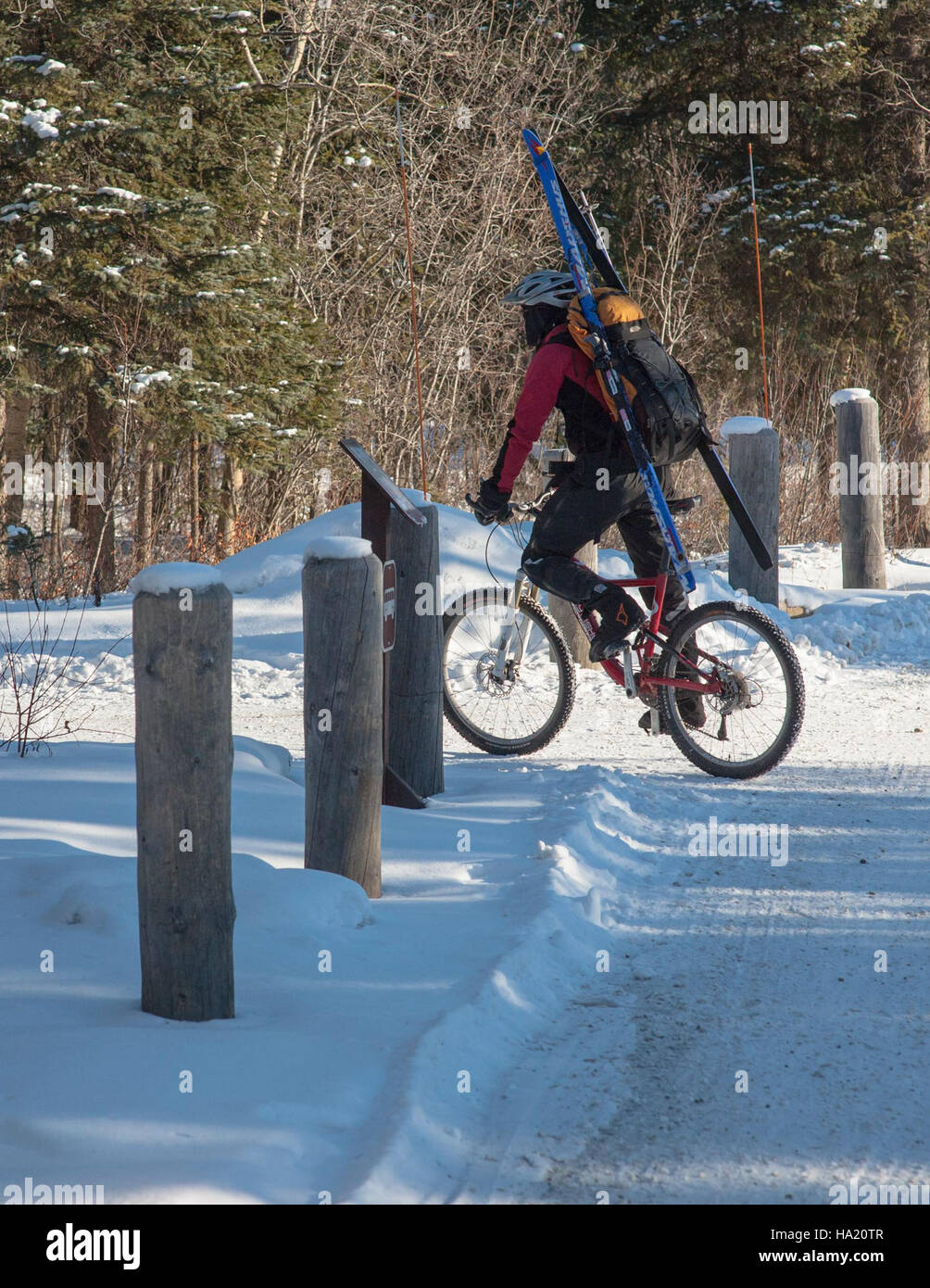 A cyclist wearing skis transitions onto a path in Denali National Park ...