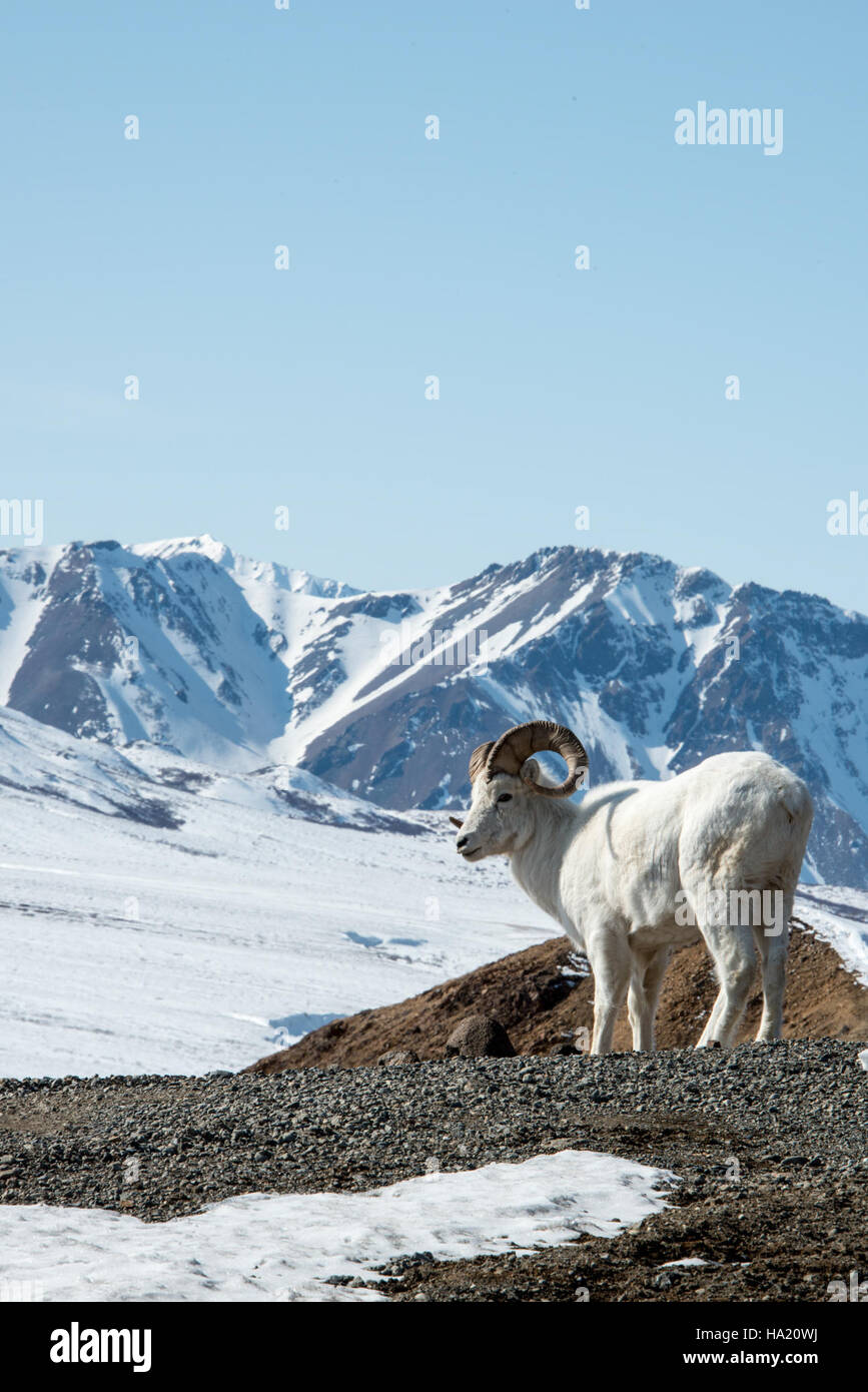 Dall sheep, a wild sheep species native to Alaska, are often spotted in ...