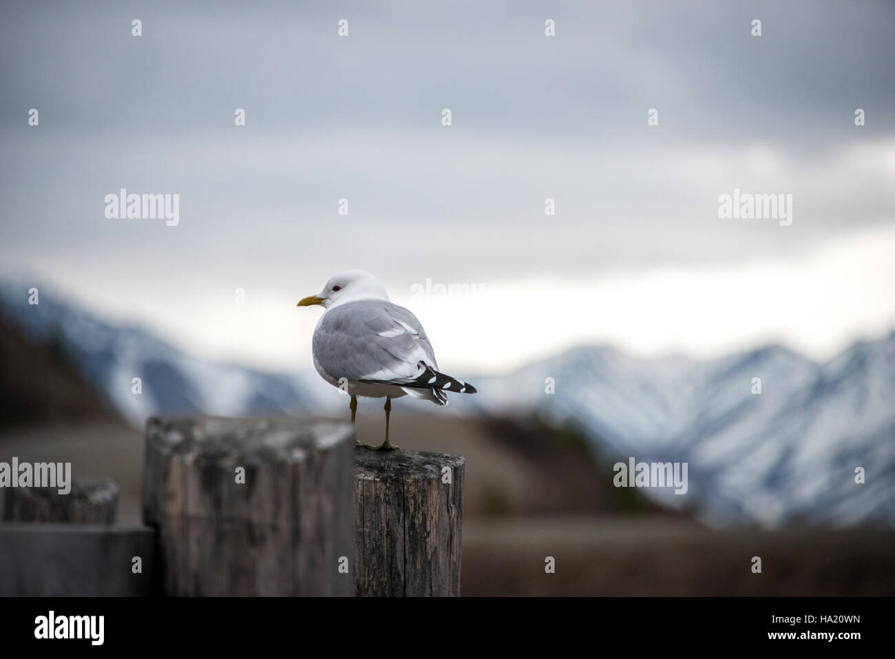 The Mew Gull, featured in Denali National Park, is a common bird ...