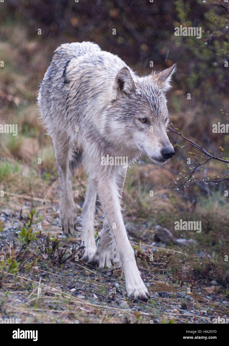 A gray wolf in Denali National Park, part of the park's thriving wildlife populations. Wolves ...