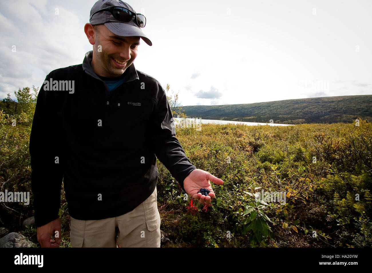 A berry picker in Denali National Park gathers berries as part of a ...