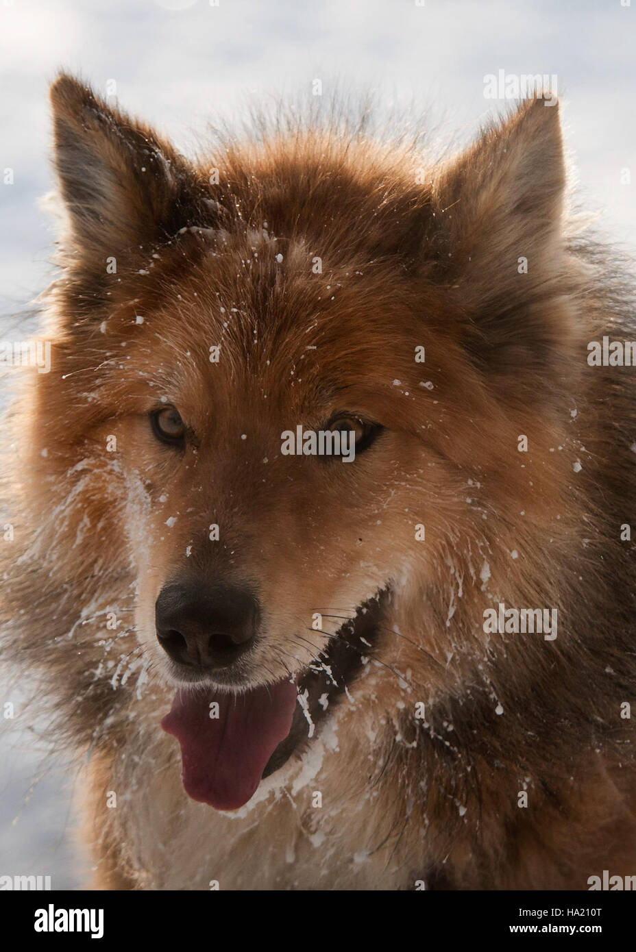 A dog explores the stunning landscape of Denali National Park ...