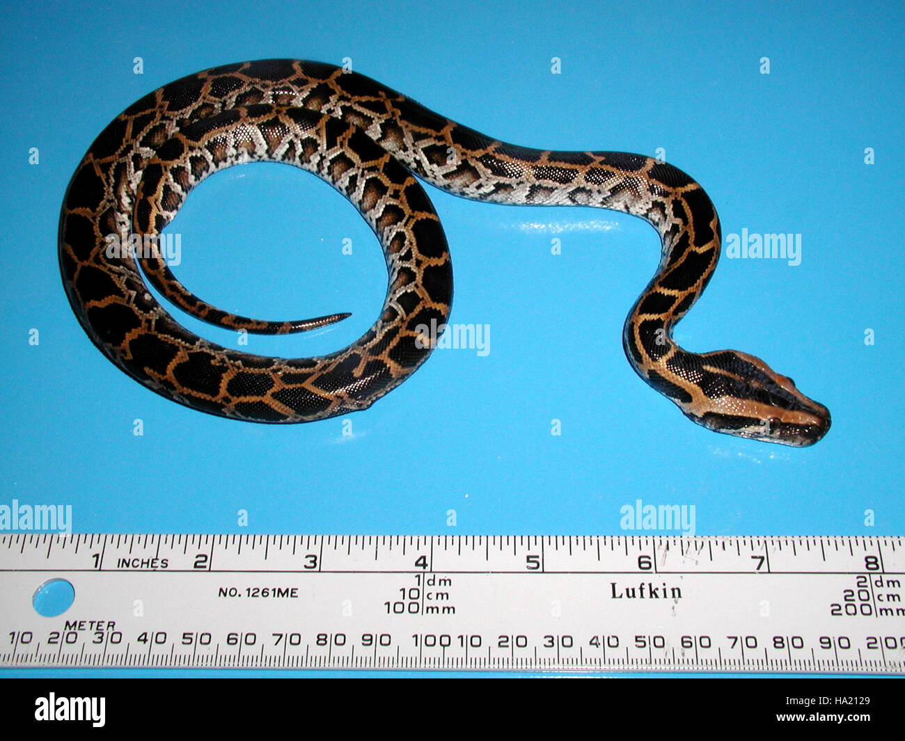 A newborn python in the Everglades National Park highlights the ongoing ...