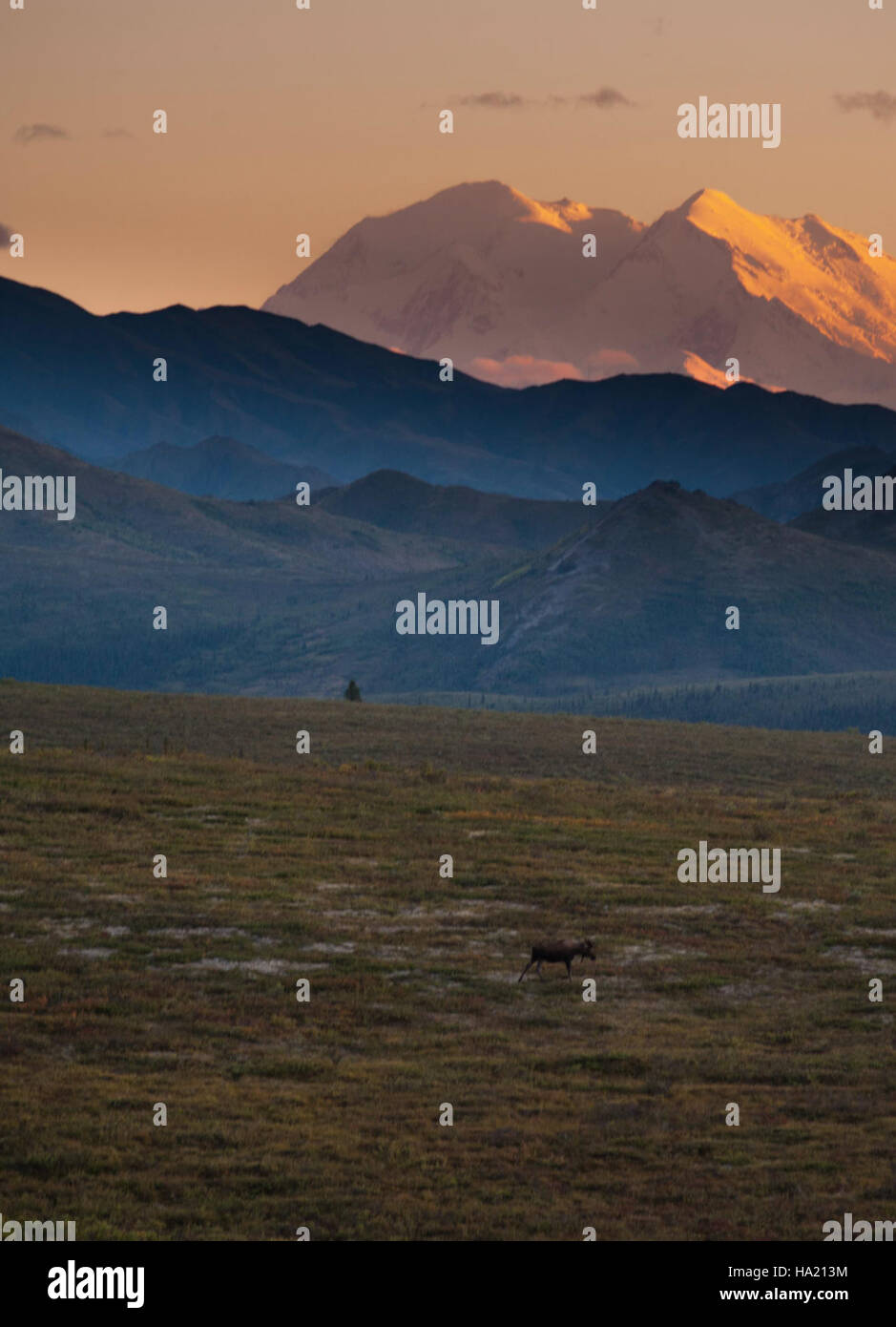 A moose is seen in Denali National Park, a symbol of the park's rich ...