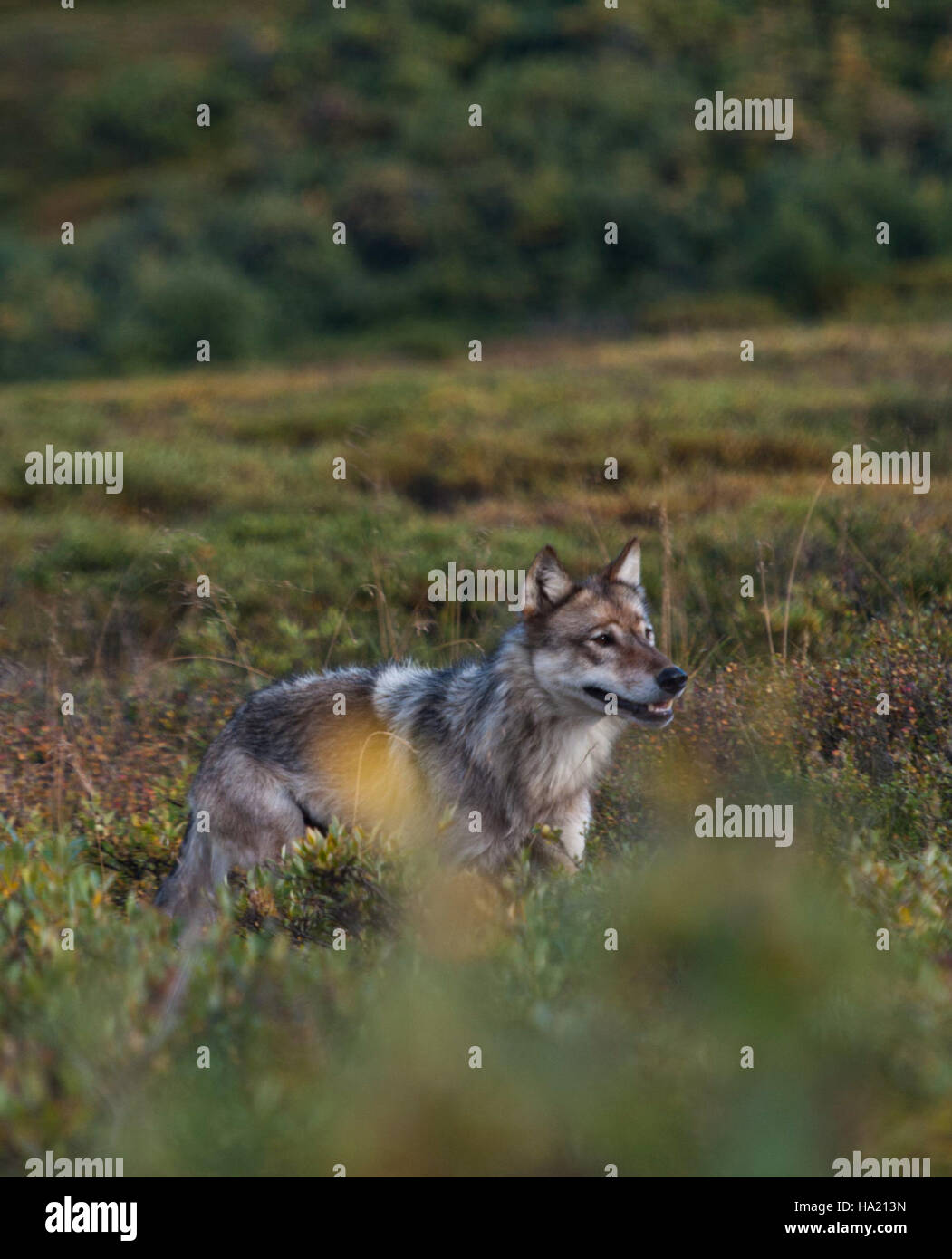 A wolf observed in Denali National Park, exemplifying the park's ...