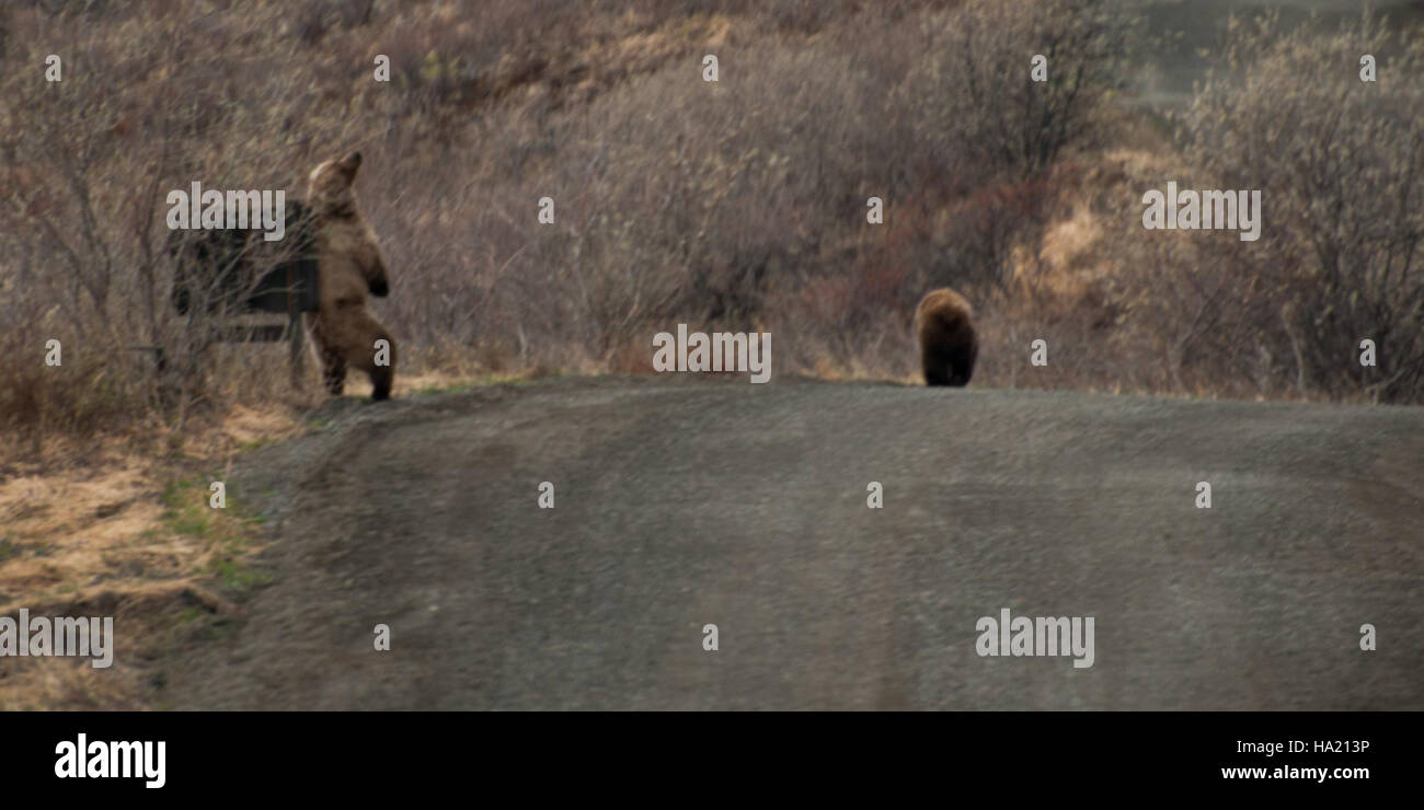 Denali National Park, located in Alaska, features a vast and diverse ...