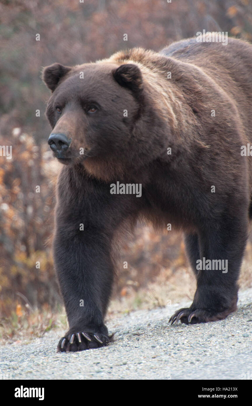 A grizzly bear in Denali National Park showcases the park’s rich ...