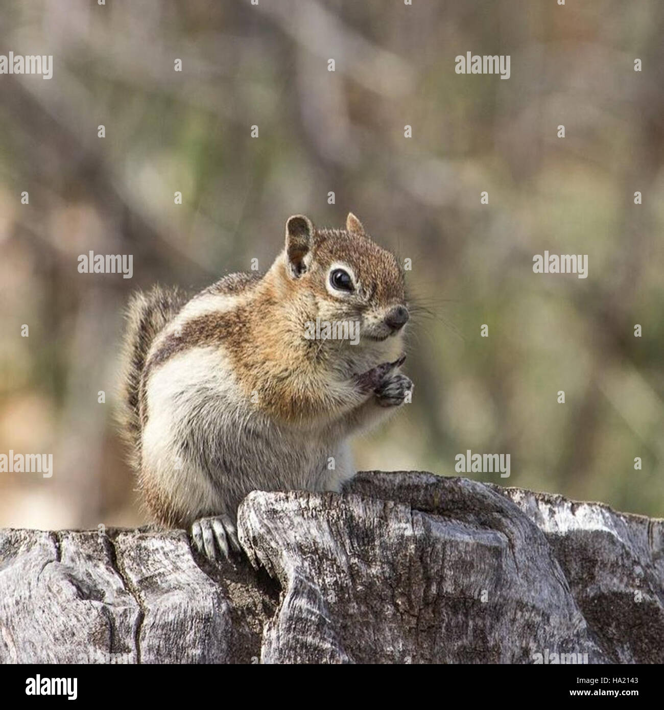 The Golden Mantle Ground Squirrel is observed in Dinosaur National ...