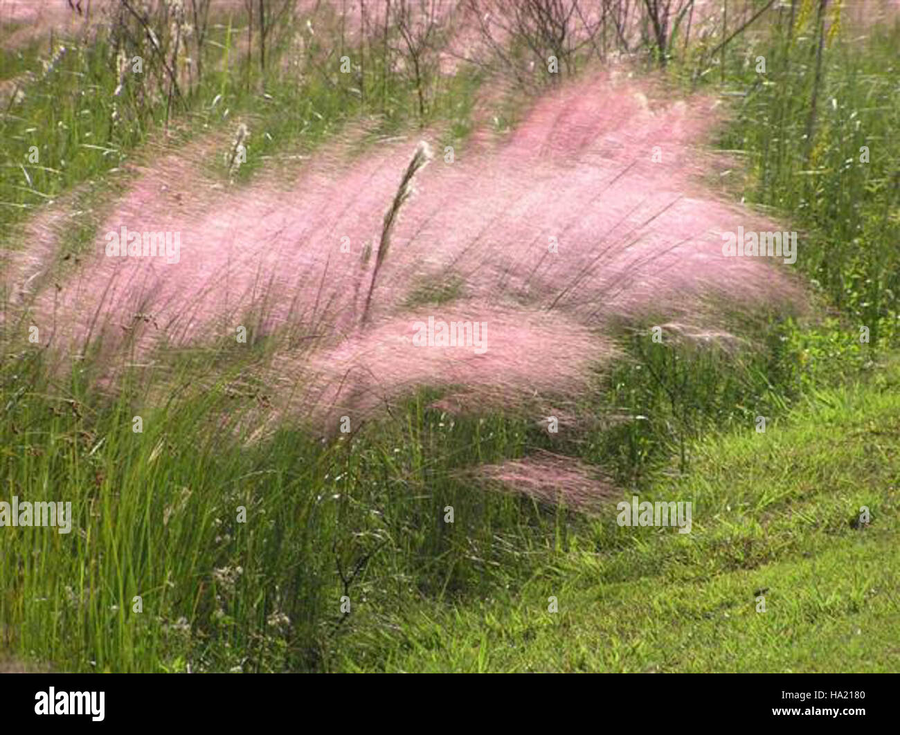 A photo of blooming Muhly Grass in the Everglades National Park ...