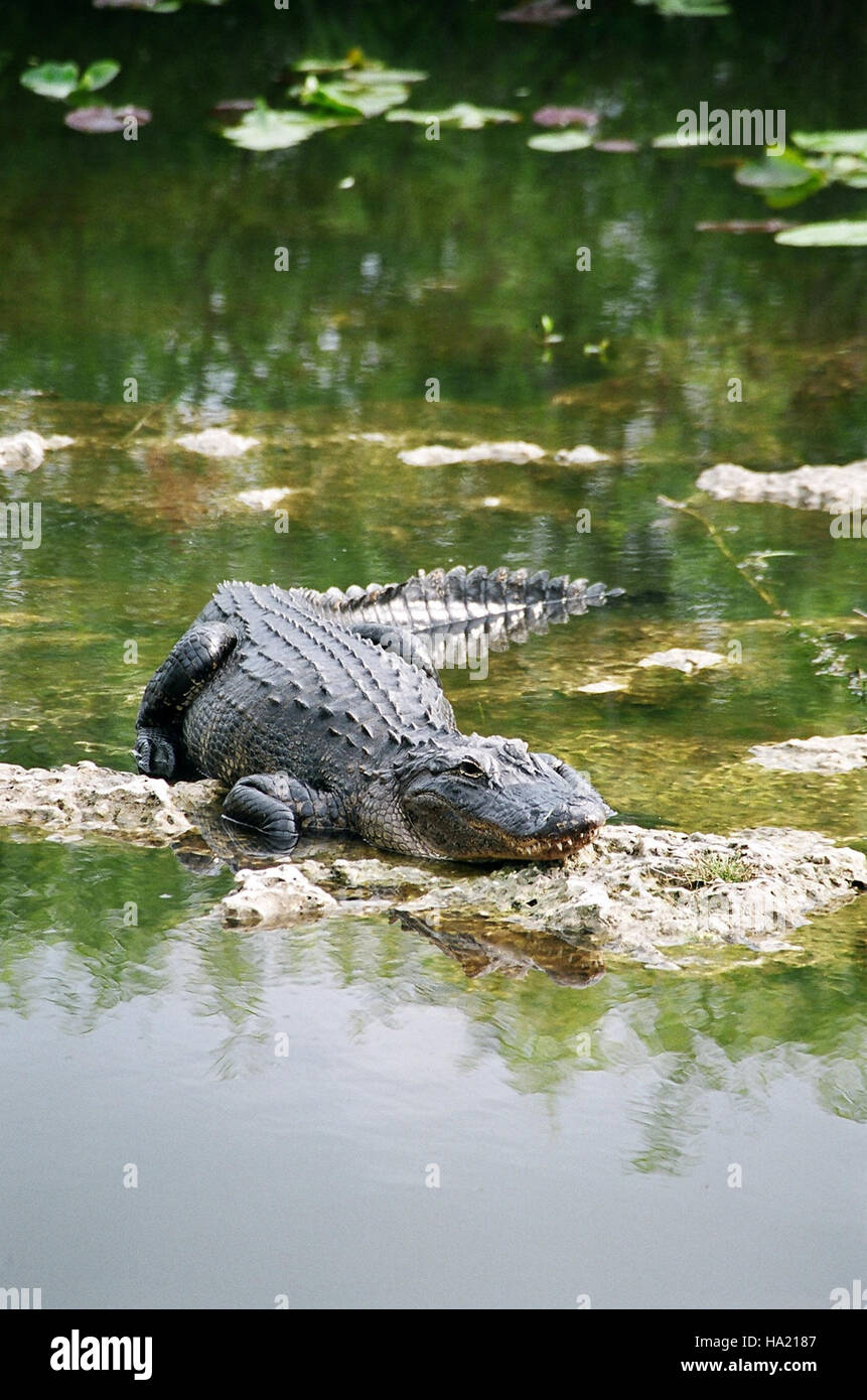 An alligator photographed in Everglades National Park, showcasing one ...