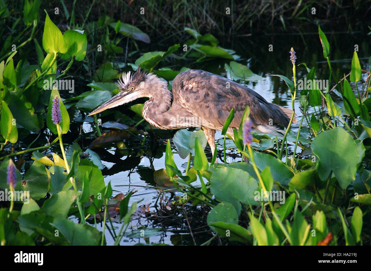 A Great Blue Heron and an alligator in the Everglades National Park, a ...