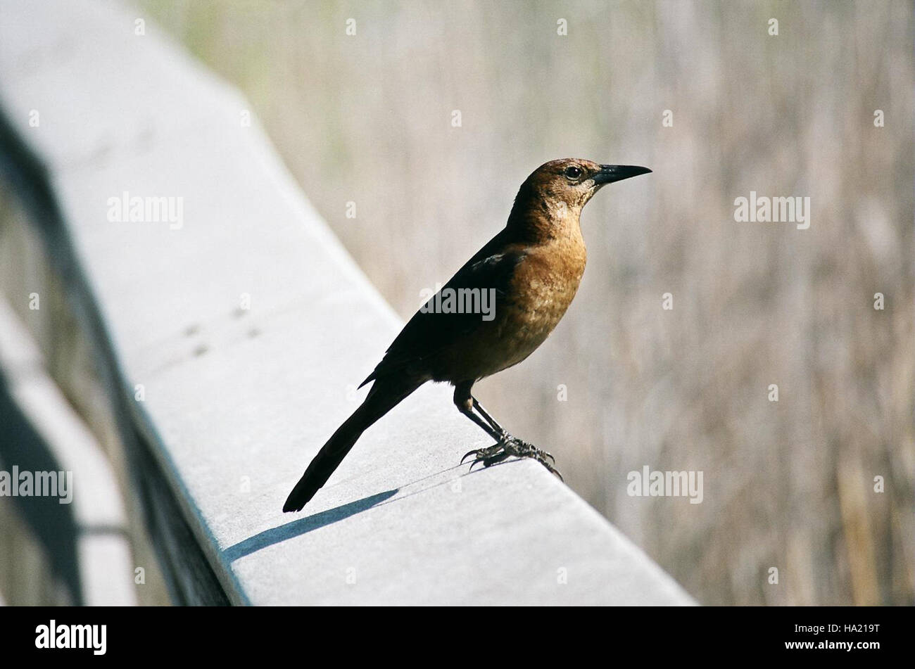 A female Grackle, a common bird species, captured in the Everglades ...