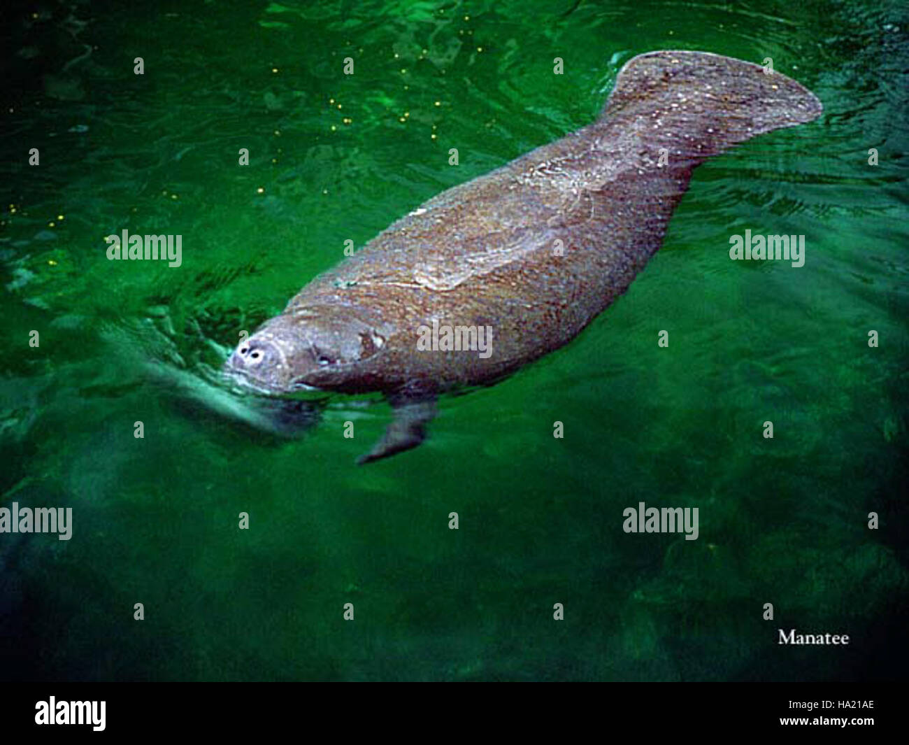 The image features a manatee in the Everglades National Park ...