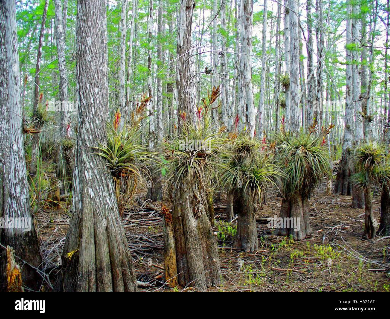 A photo of bromeliads in the Everglades National Park, showcasing the ...