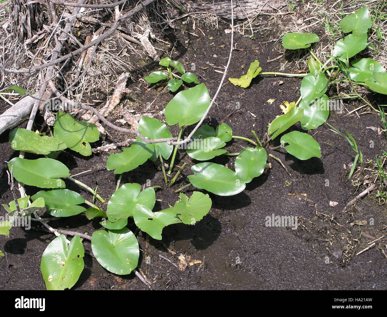evergladesnps 9099849881 Spatterdock, NPSPhoto.jpg Stock Photo - Alamy