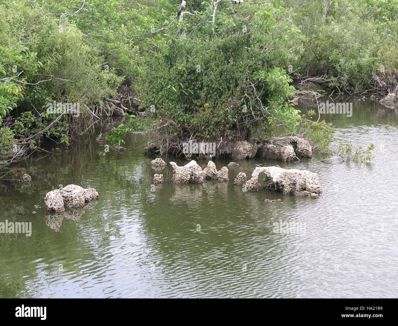 This image shows the mangrove and limestone ecosystems within ...