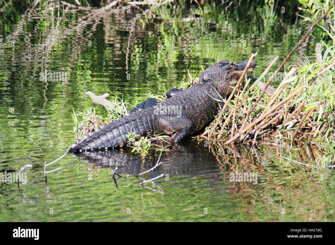 A tail drag marks the passage of an animal through the Everglades, a ...
