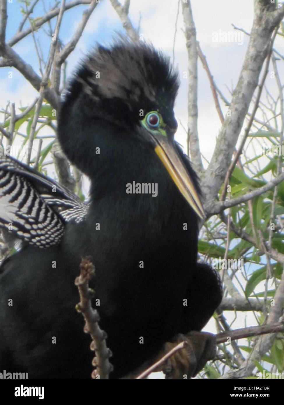 The Anhinga, a striking bird species native to the Everglades, is often ...