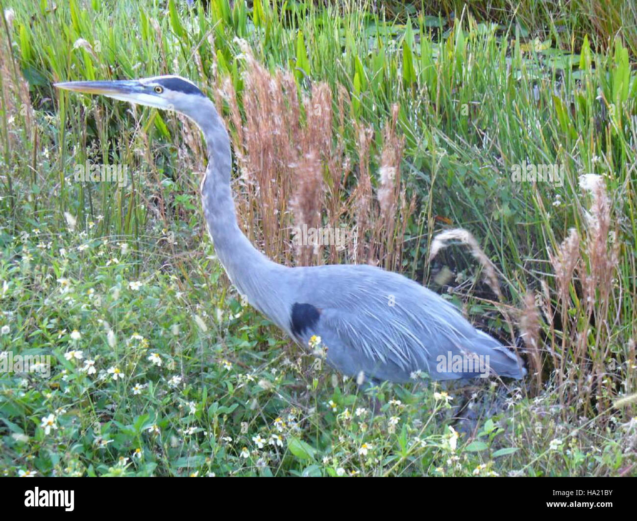 A Great Blue Heron stands in the waters of the Everglades National Park ...
