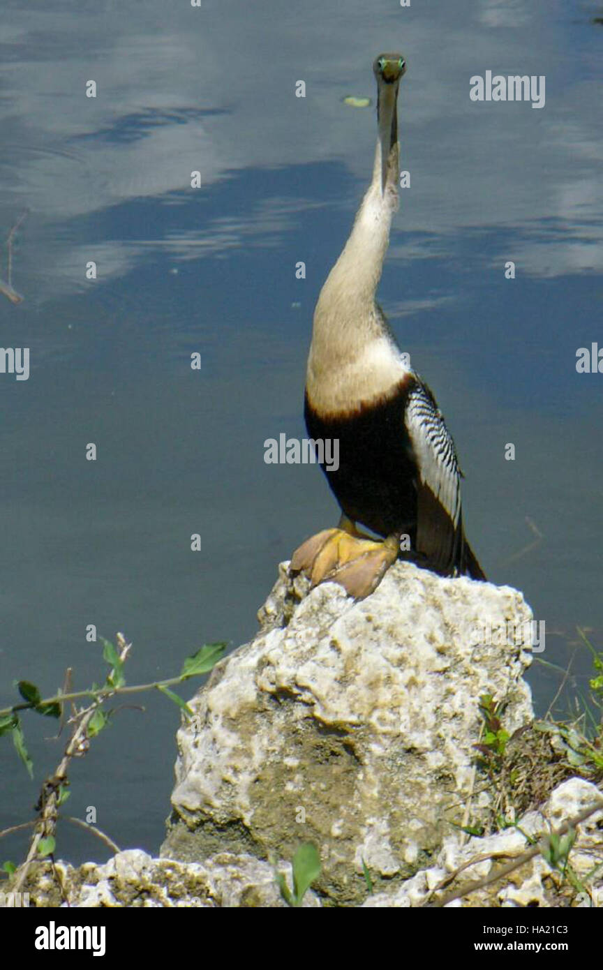 The female Anhinga, pictured in the Everglades National Park, is a ...