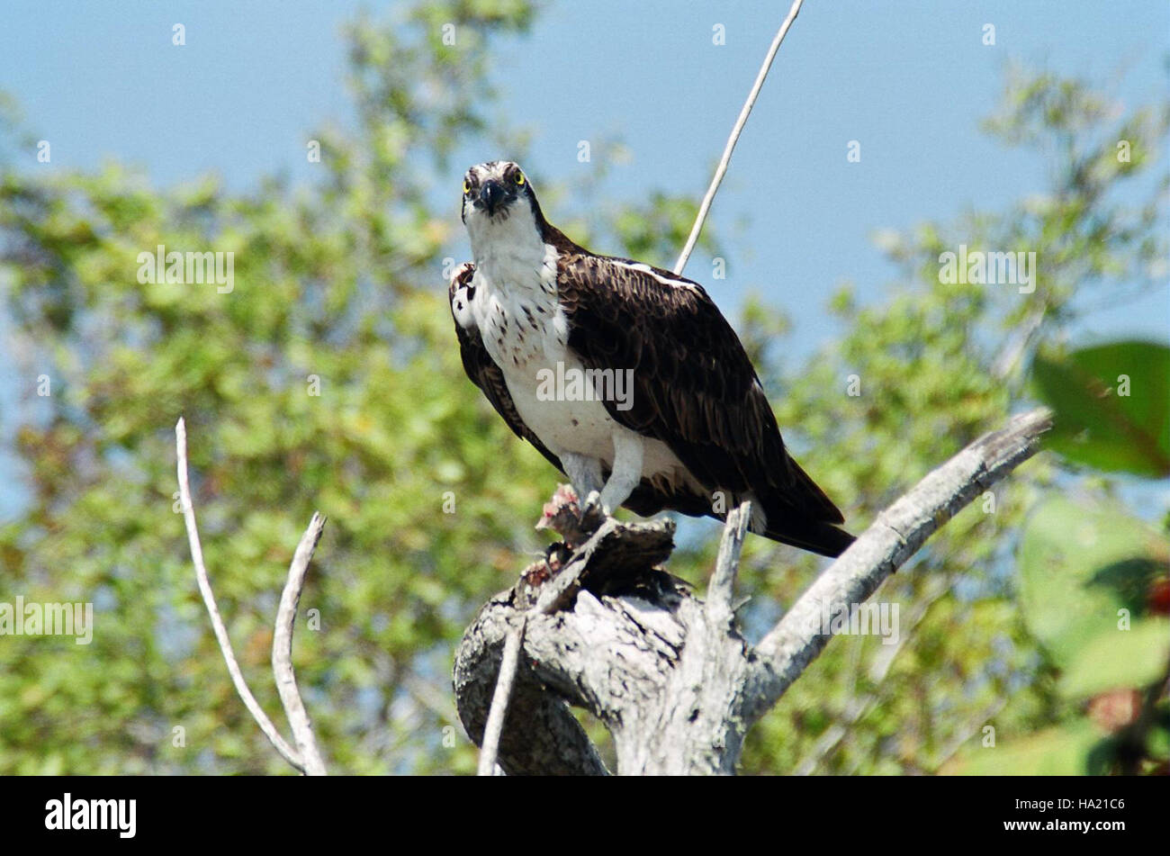 Avian apex predators hi-res stock photography and images - Alamy