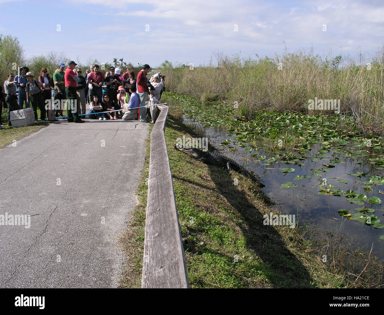 The Everglades National Park showcases a battle between the invasive ...