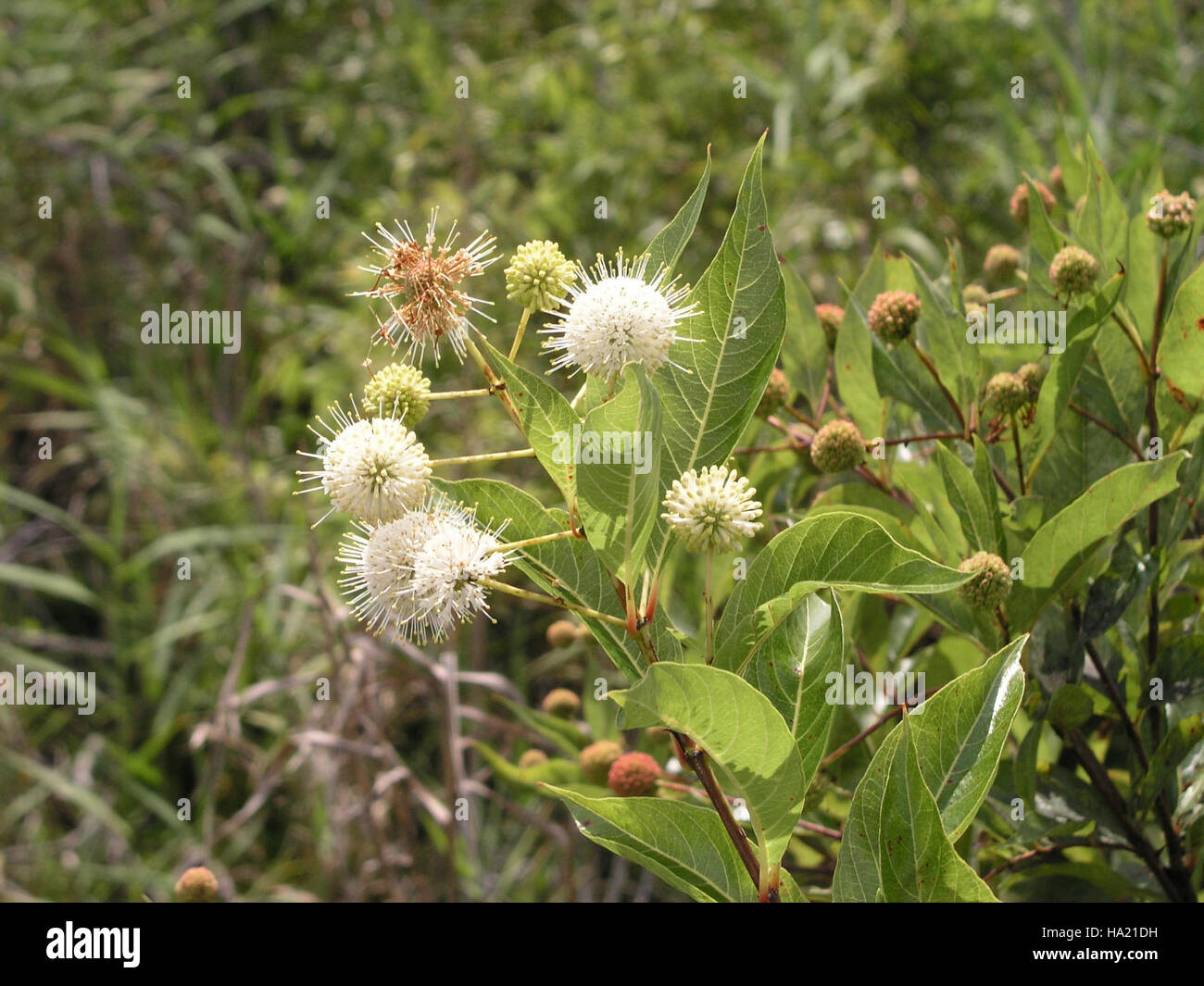 Button bush cephalanthus occidentalis hi-res stock photography and ...
