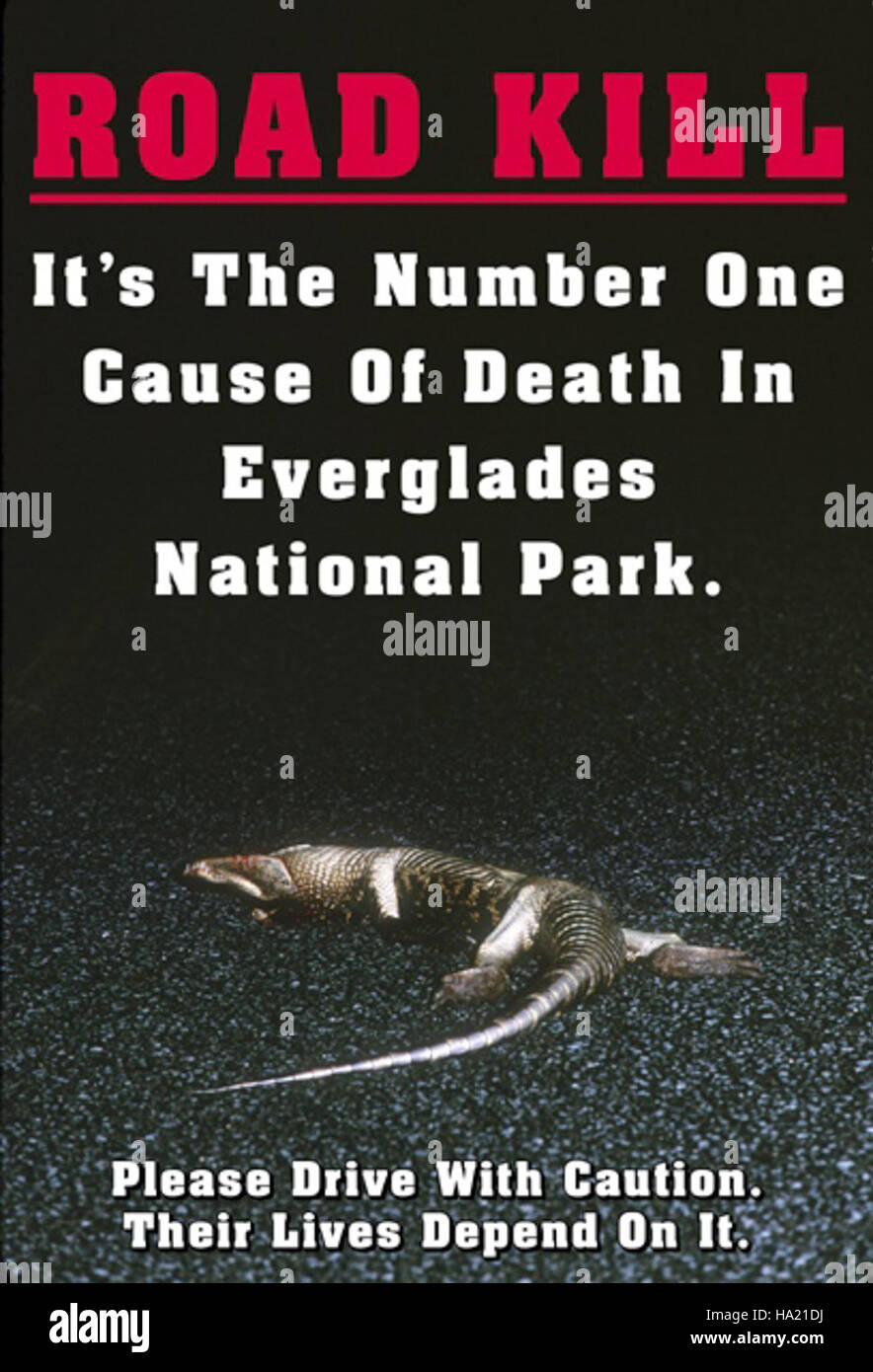 This image depicts a road kill incident in Everglades National Park ...