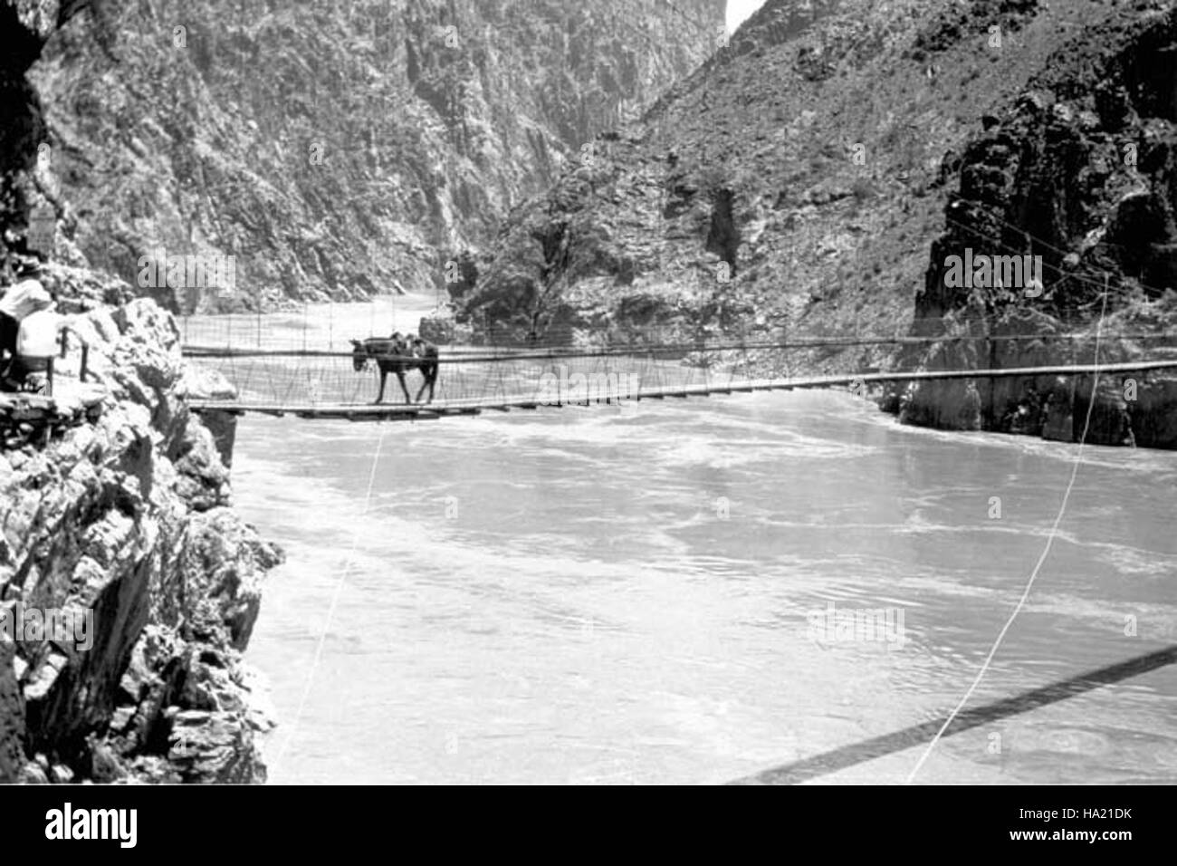 Mule crossing Black and White Stock Photos & Images - Alamy