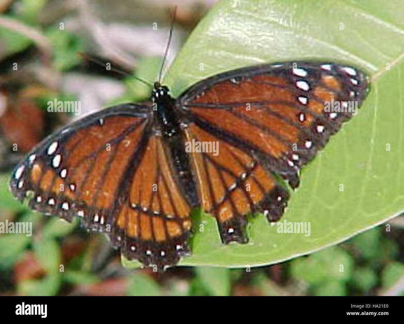 A Viceroy butterfly photographed in the Everglades National Park. These ...
