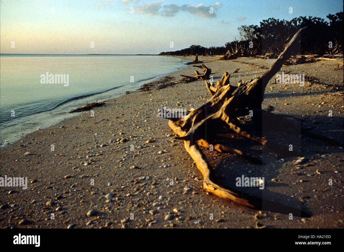 evergladesnps 9247270199 Cape Sable, NPSPhoto Stock Photo - Alamy