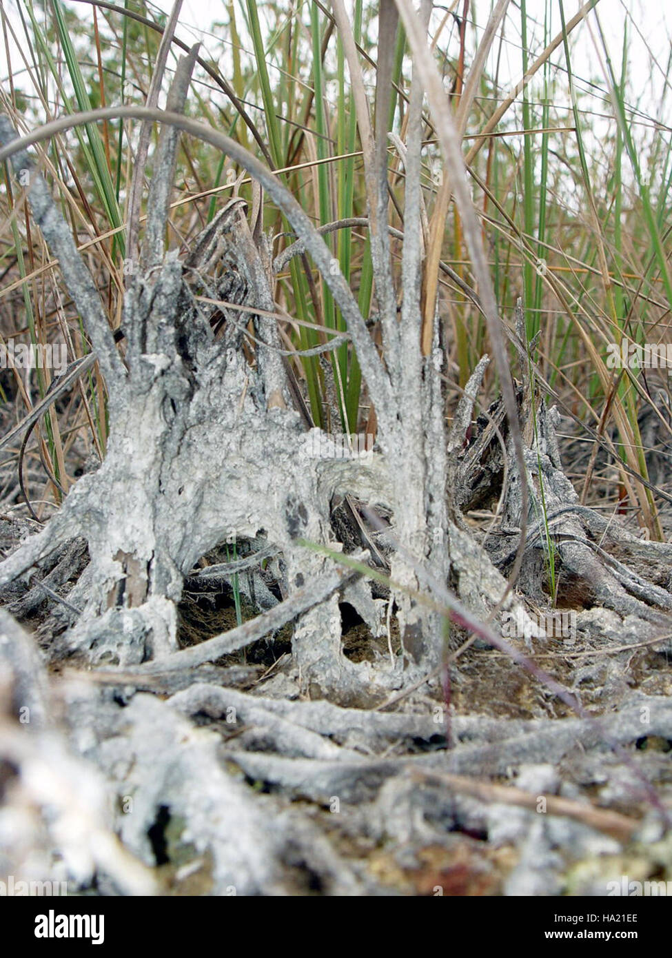 Periphyton hi-res stock photography and images - Alamy