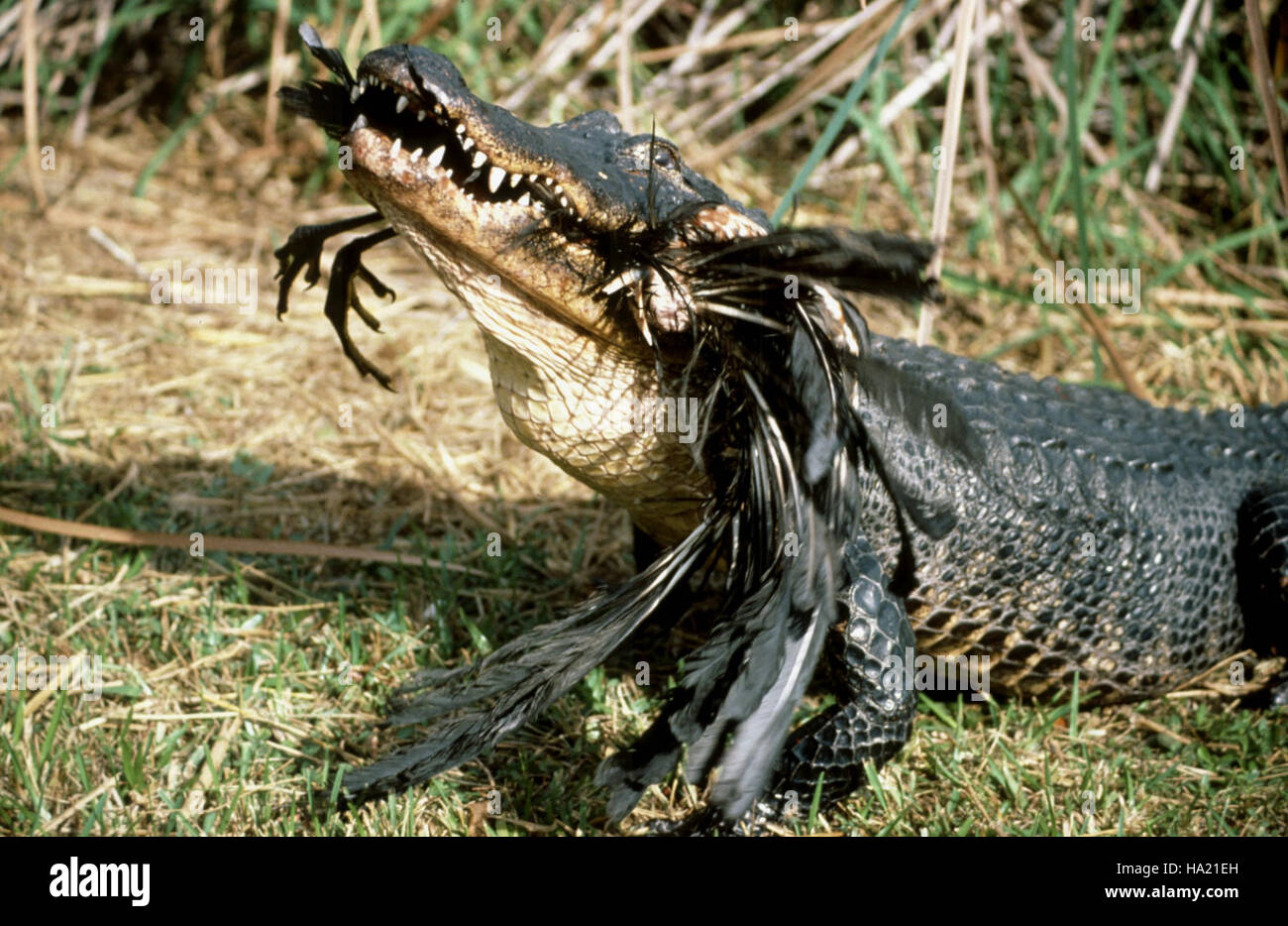 A photograph from Everglades National Park showing an alligator feeding ...