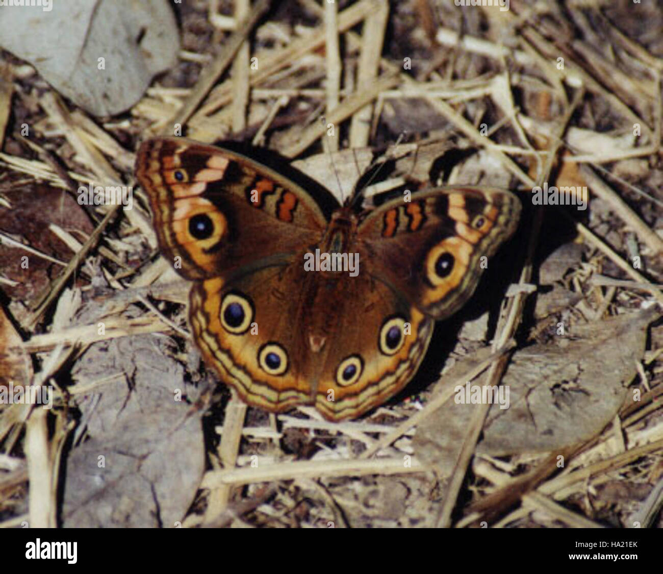 The Buckeye Butterfly is photographed in Everglades National Park ...