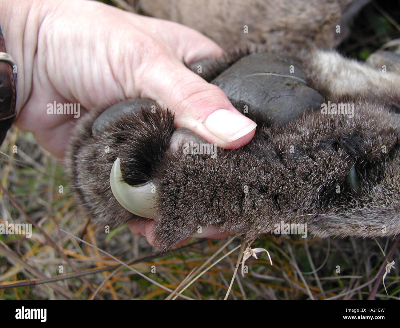 evergladesnps 9247562981 Florida Panther Radio Collaring Research (4 ...