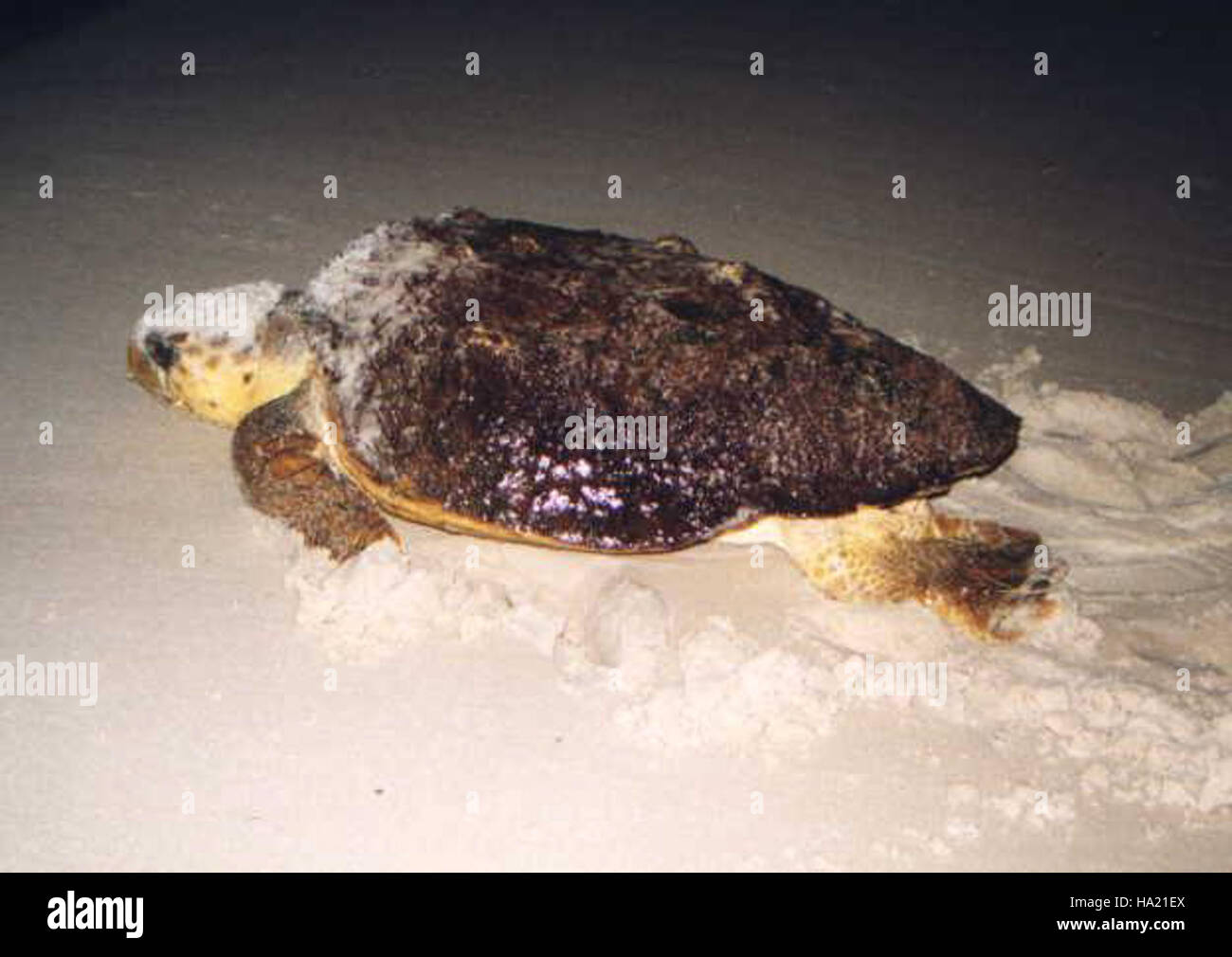 Sea turtles nest along the beaches of Everglades National Park, a vital ...