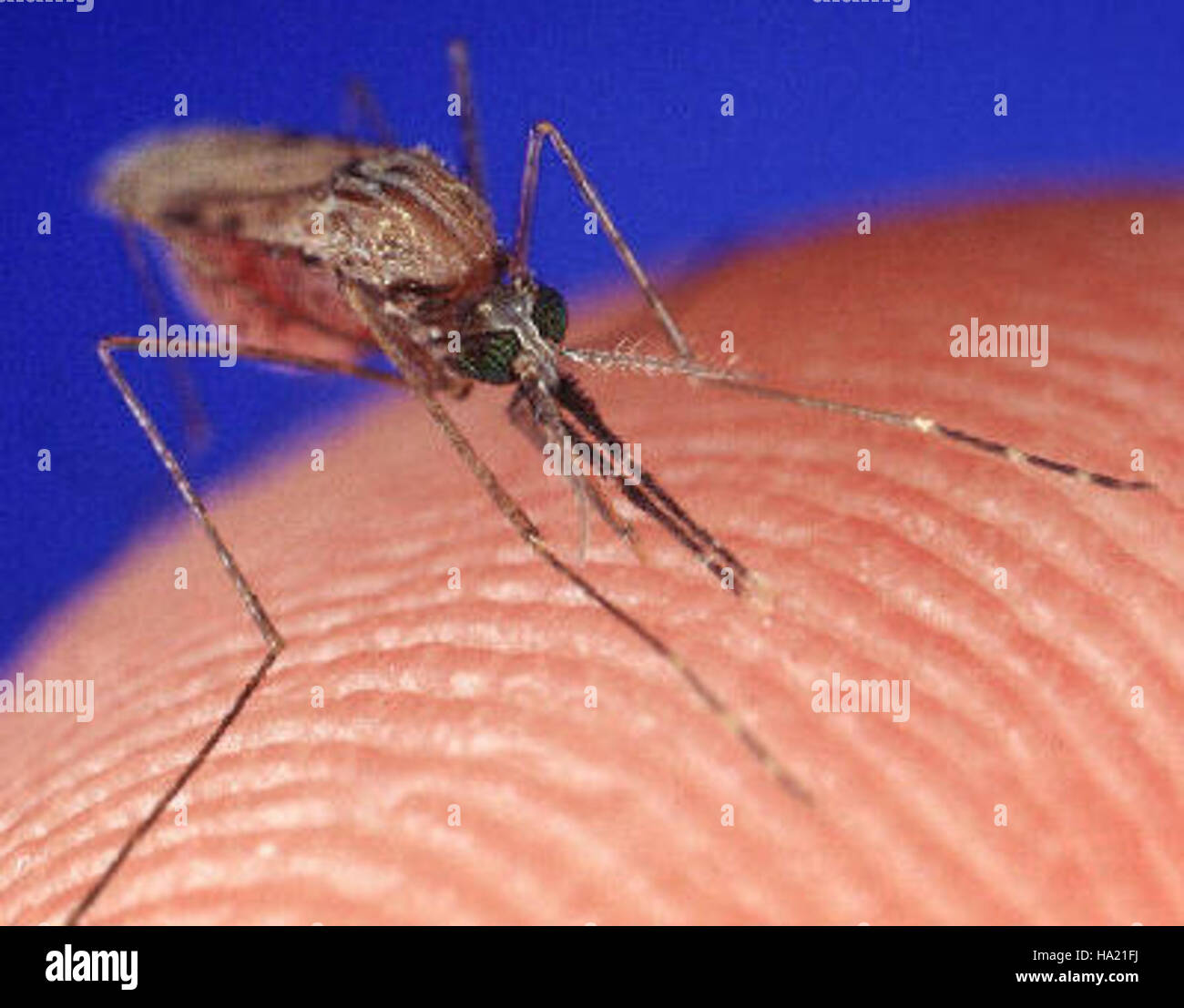 A mosquito in Everglades National Park is a crucial part of the park's ...