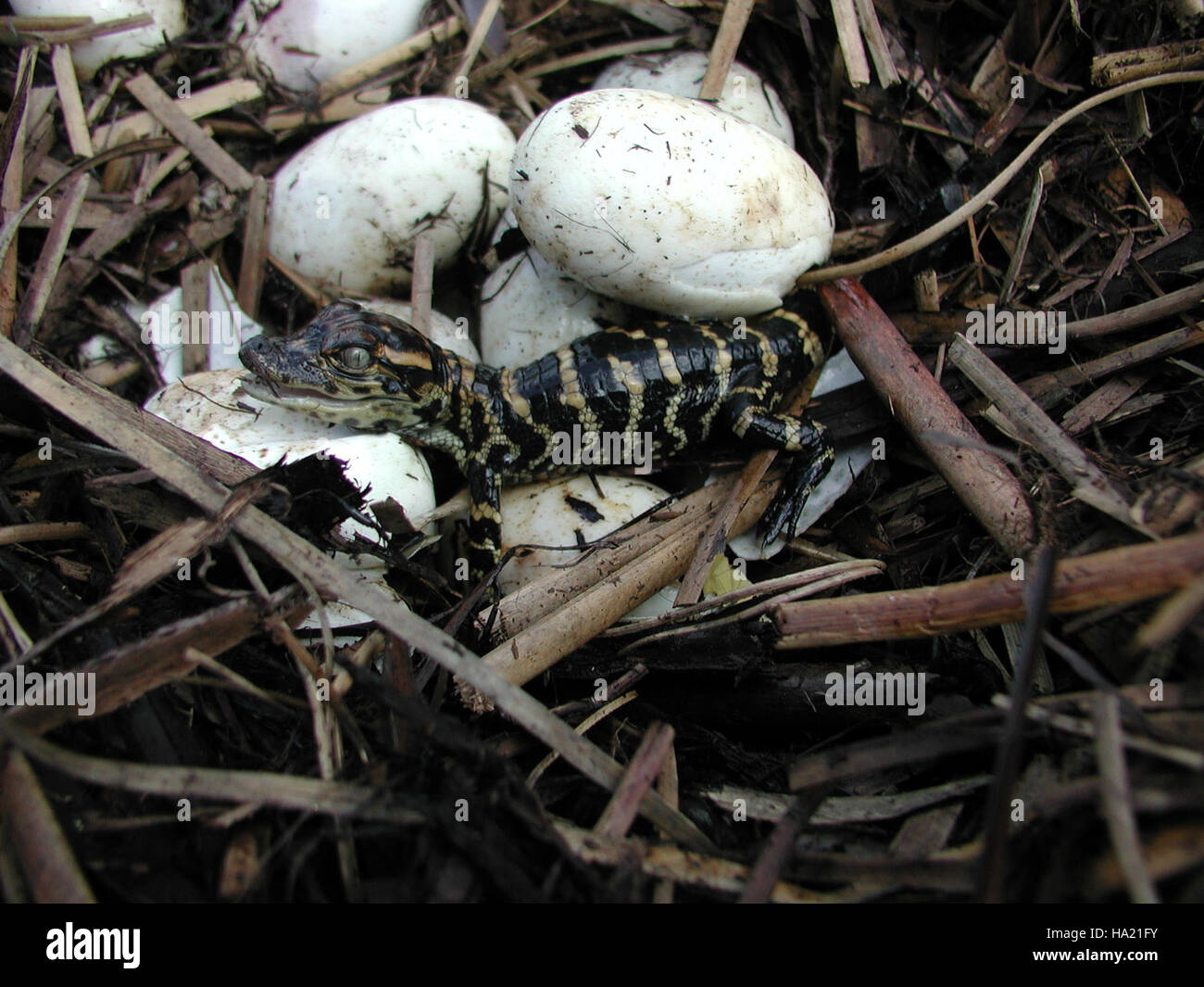The Everglades National Park conducts ongoing alligator research to ...