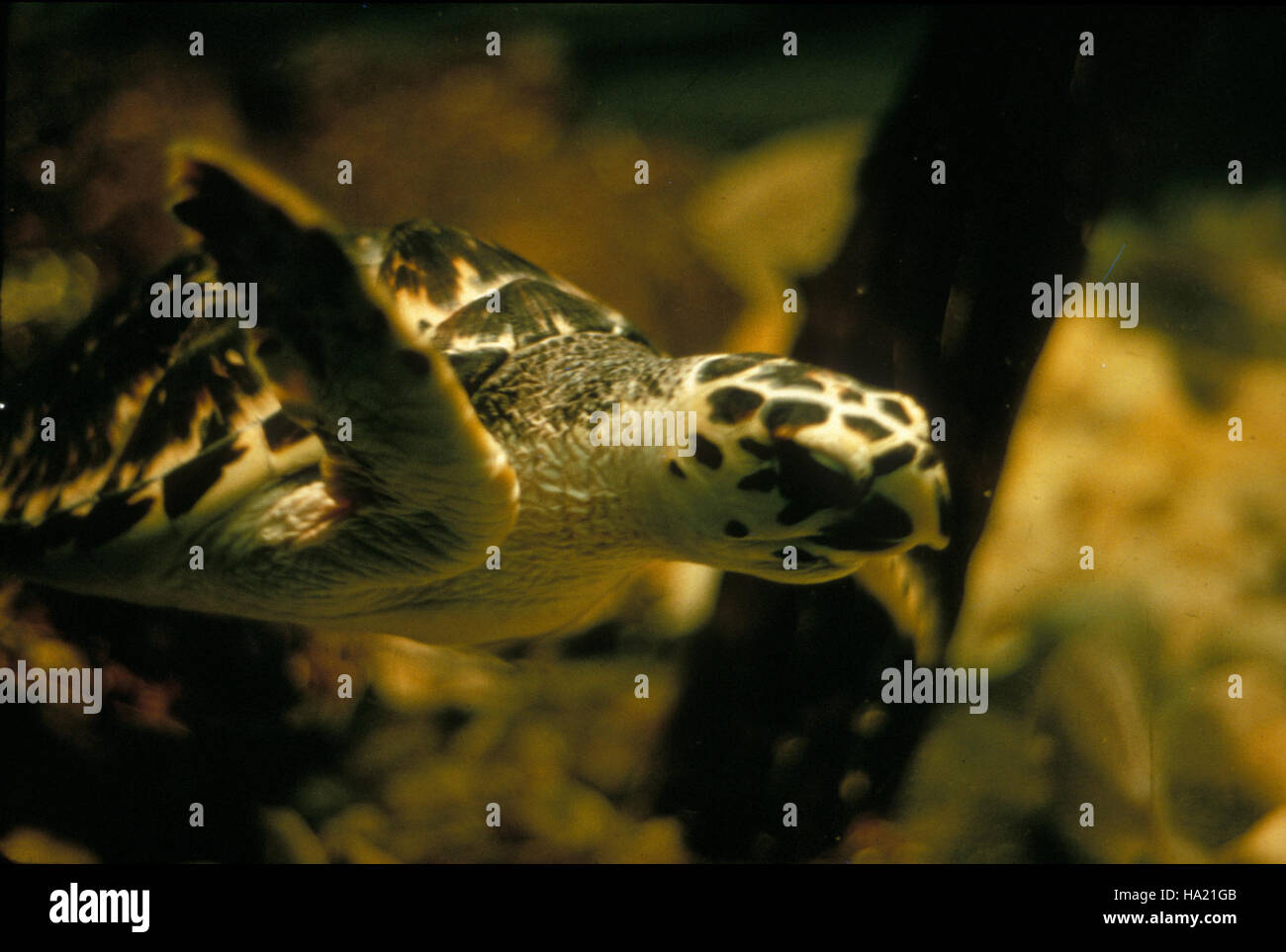 A sea turtle photographed in Everglades National Park, highlighting the ...