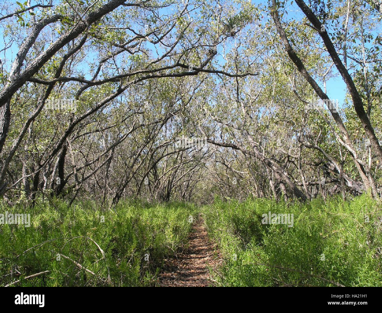 A coastal prairie ecosystem within Everglades National Park, showing ...