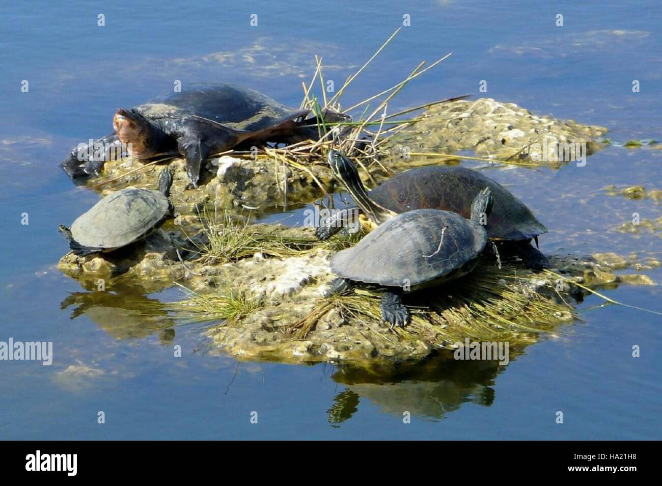 The Everglades National Park is home to a large population of turtles ...