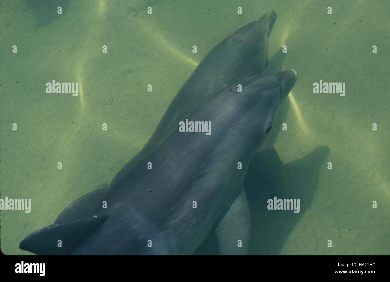 A Bottlenose Dolphin is featured in this 2001 NPS photo, capturing the ...