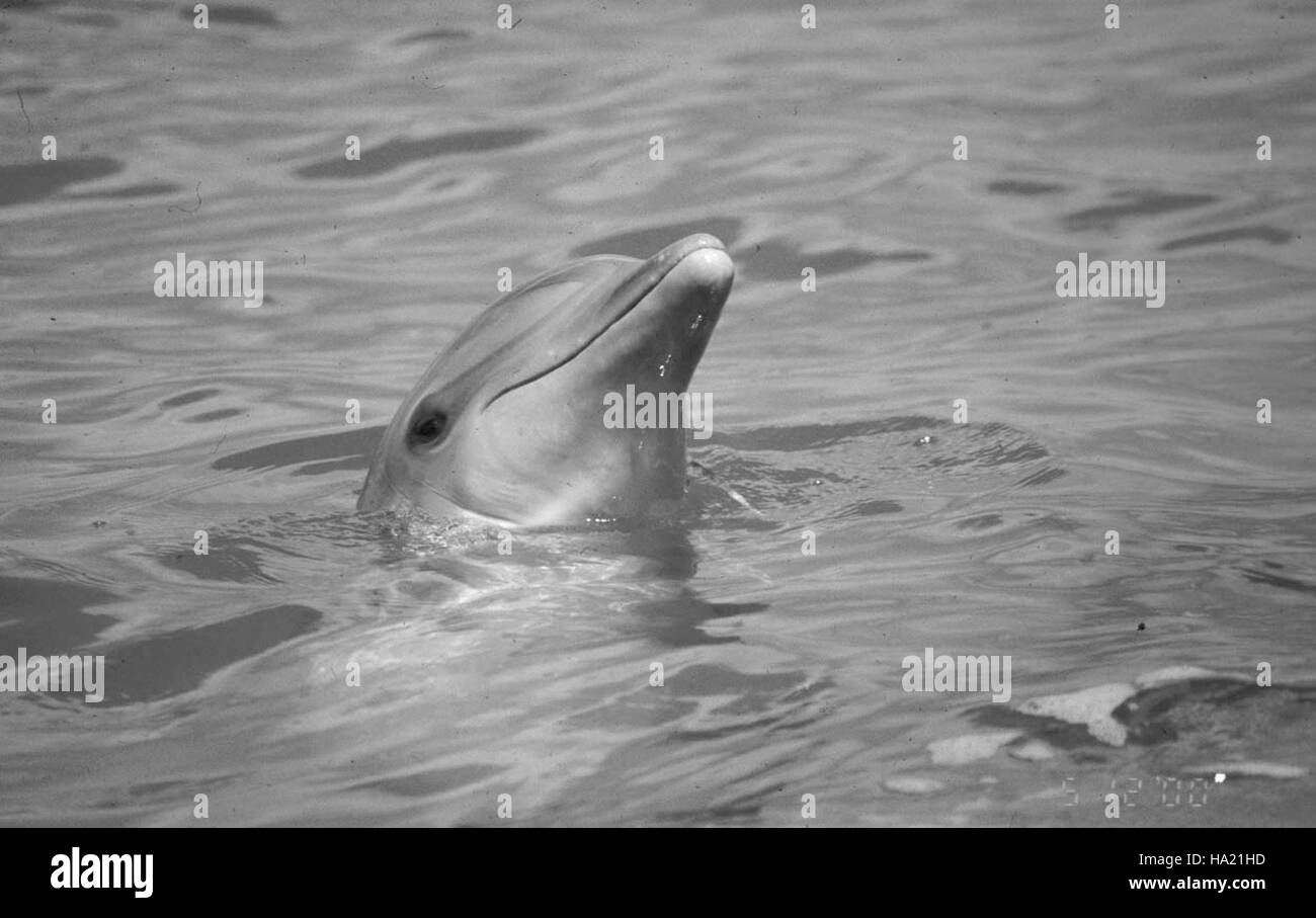 A Bottlenose Dolphin photographed in Everglades National Park ...
