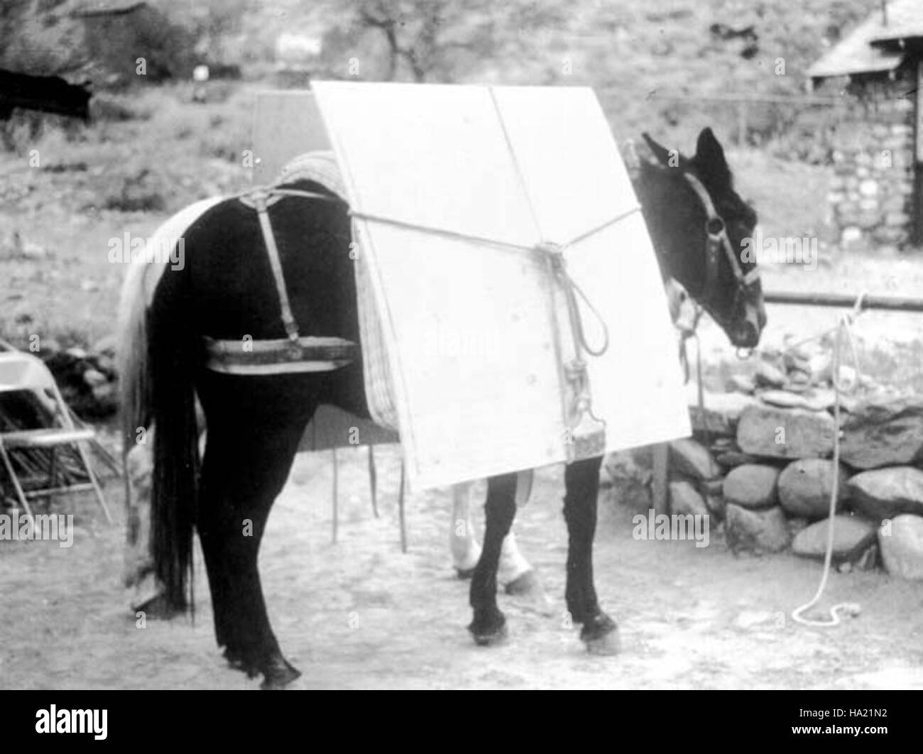 The historic Mule String at Phantom Ranch offers a glimpse into the ...