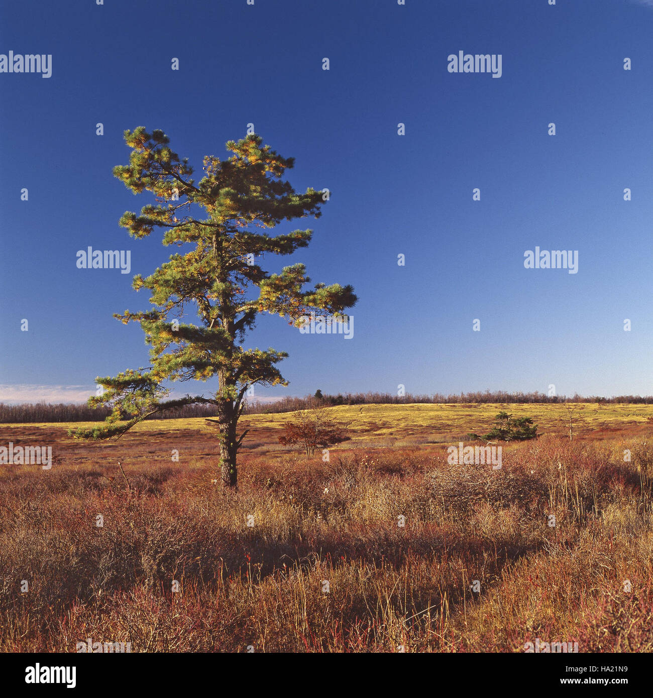 Big Meadows, located within Shenandoah National Park, is known for its ...