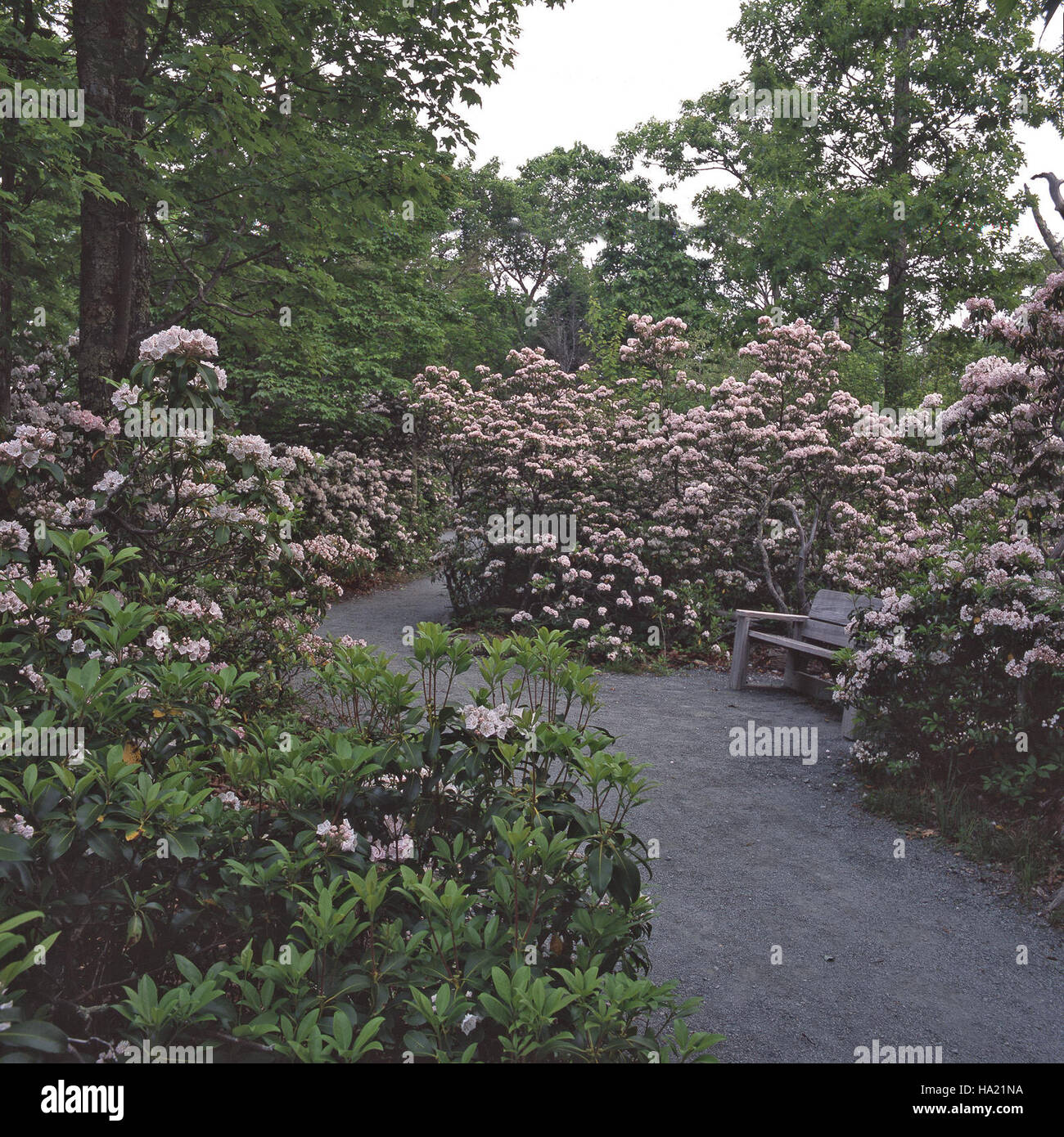 The Limber Lost Trail, located within a national park, provides ...