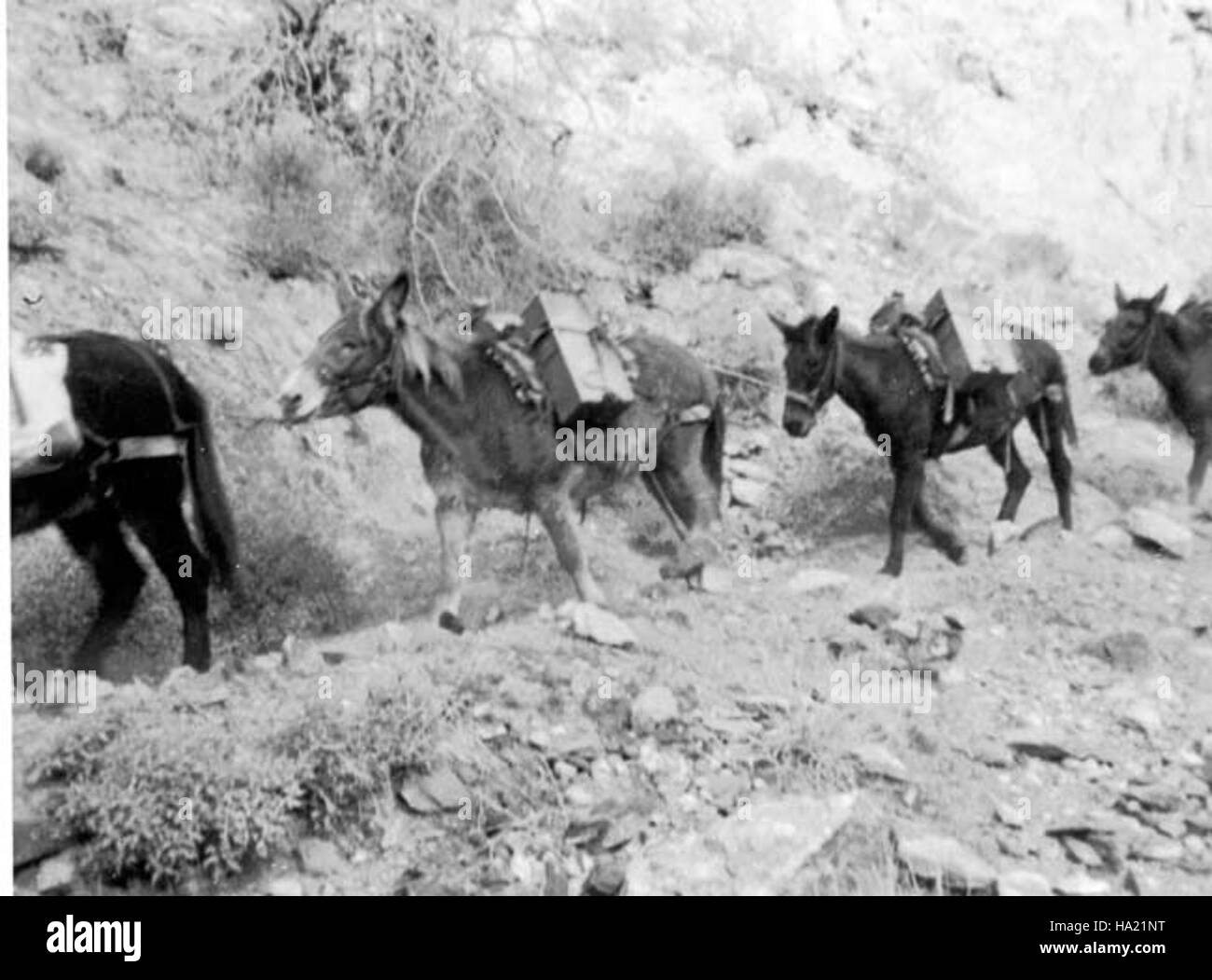 grand canyon nps 4738926873 13833 Grand Canyon Historic- Mule String at ...