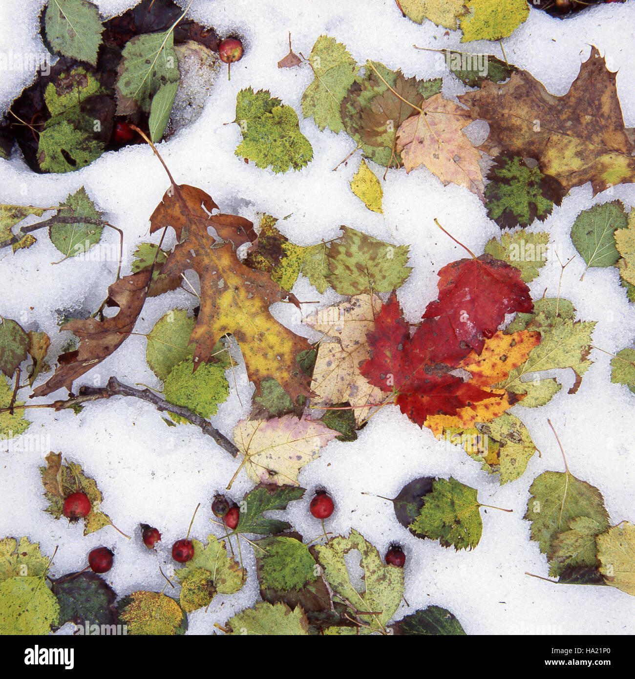 Leaves covered in snow create a striking contrast in this winter scene ...