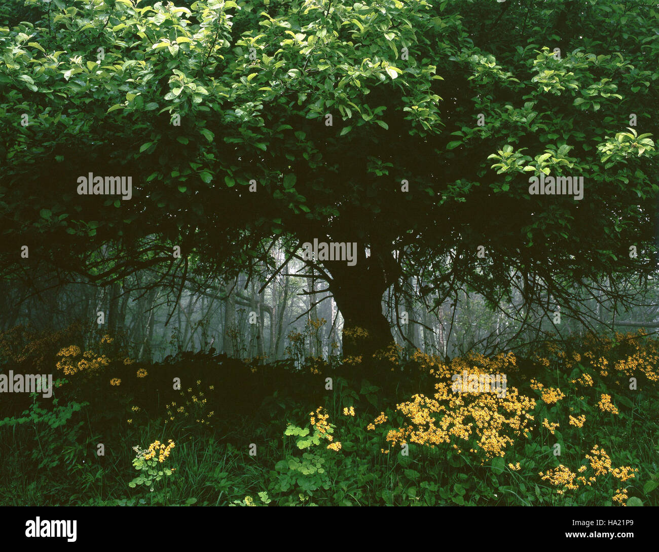 A scenic image from the National Park Service, showcasing the beauty of ...